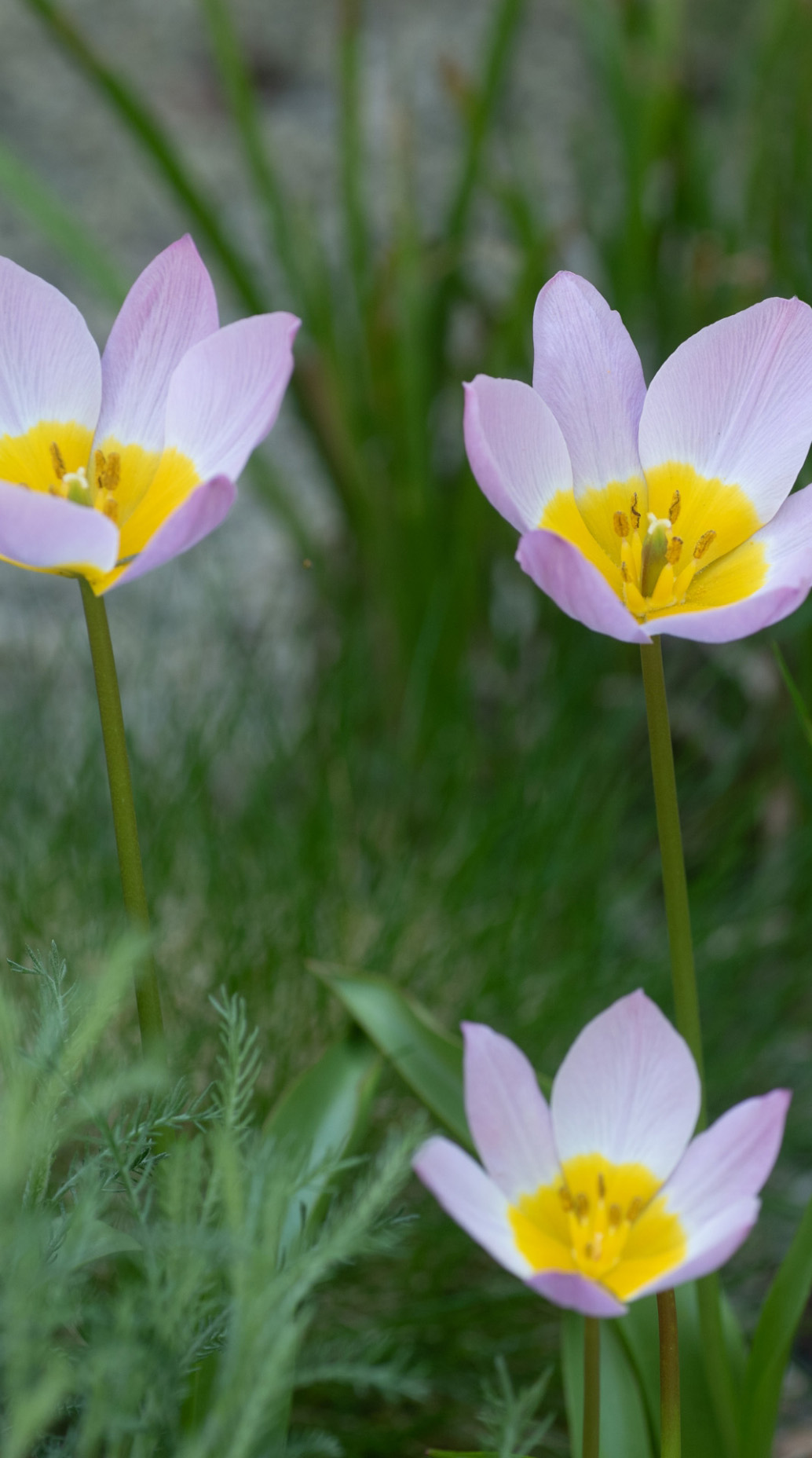 Balaclava Street - CYAN